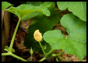 Our Surprise Little Pumpkin Patch (and a Peek at the Frogs, formerly ...