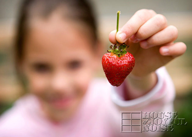 We Picked Our 1st Garden Strawberry!