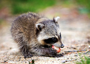 A Baby Raccoon Study | Homeschooling