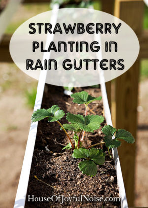 Strawberry Planting in Rain Gutters