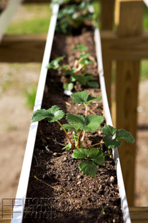 Strawberry Planting in Rain Gutters