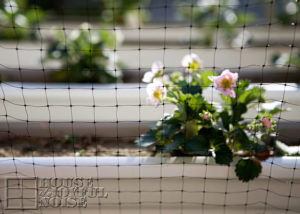 Protecting the Strawberries Growing in Gutters