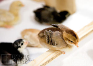 Our 8 Four Week Old Chickens, and One Sad Surprise