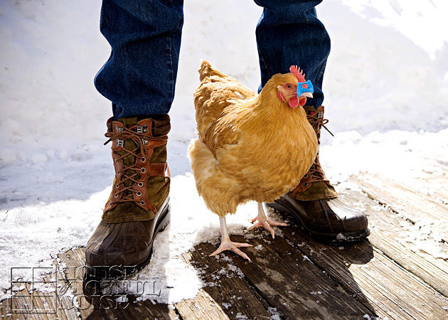 Our First Chicken Troubles - Chickens Feather Picking