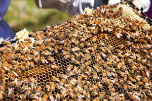 Honey Bees Farm - Field Trip